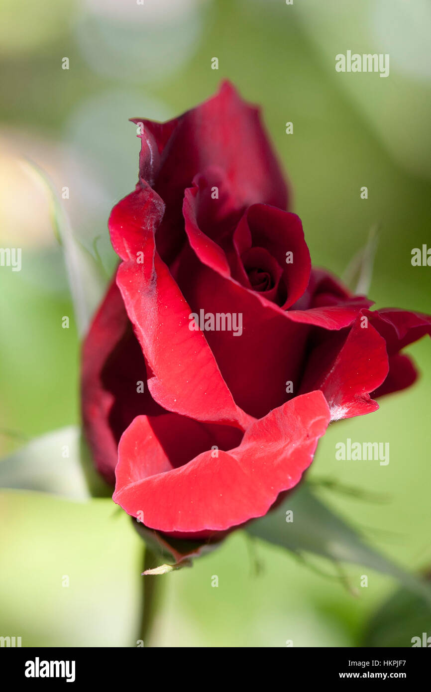 Rose rouge de l'amour Banque de photographies et d’images à haute ...