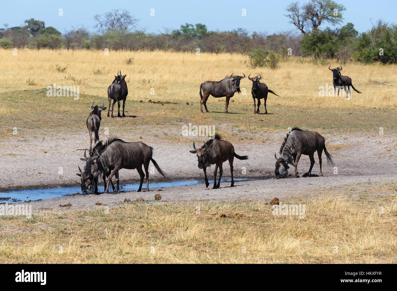 Gnous sauvages, Gnu de Caprivi Game Park, Nambwa Namibie, Afrique ...