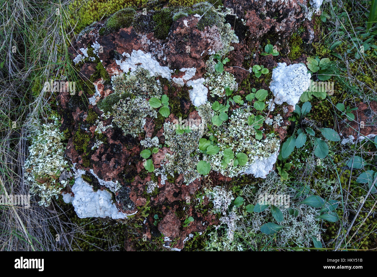 Mousse et lichen sur rocher Banque de photographies et d’images à haute ...