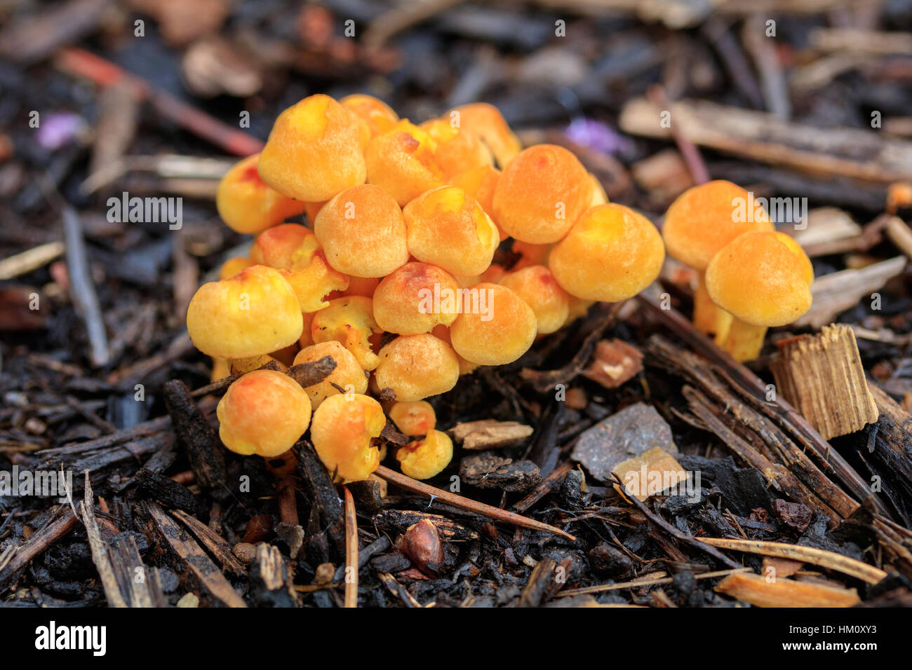Champignons jaune Banque de photographies et d’images à haute ...