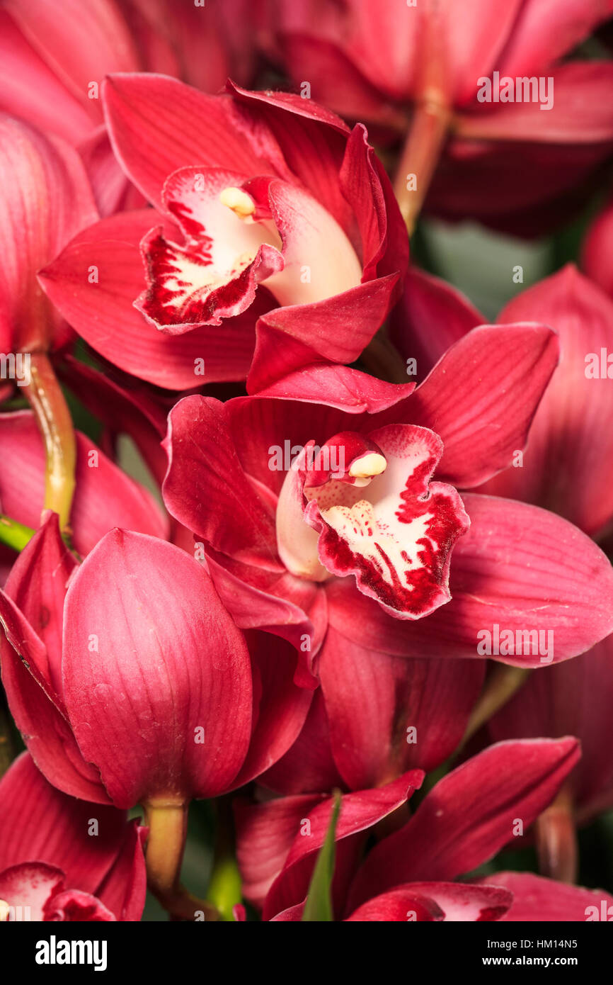 Cymbidium orchids Banque de photographies et d’images à haute ...