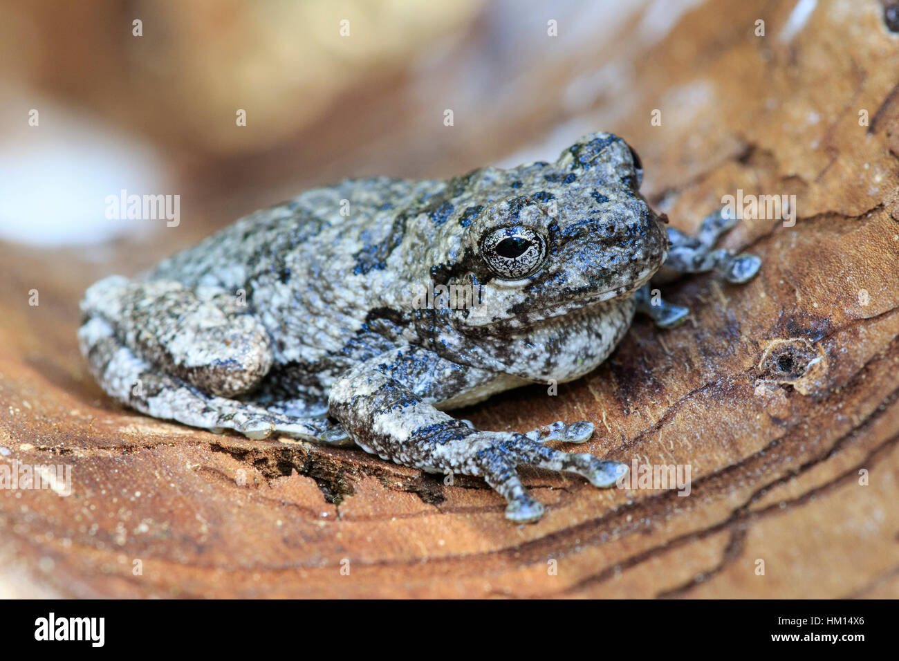 Rainette gris hyla versicolor Banque de photographies et d’images à ...