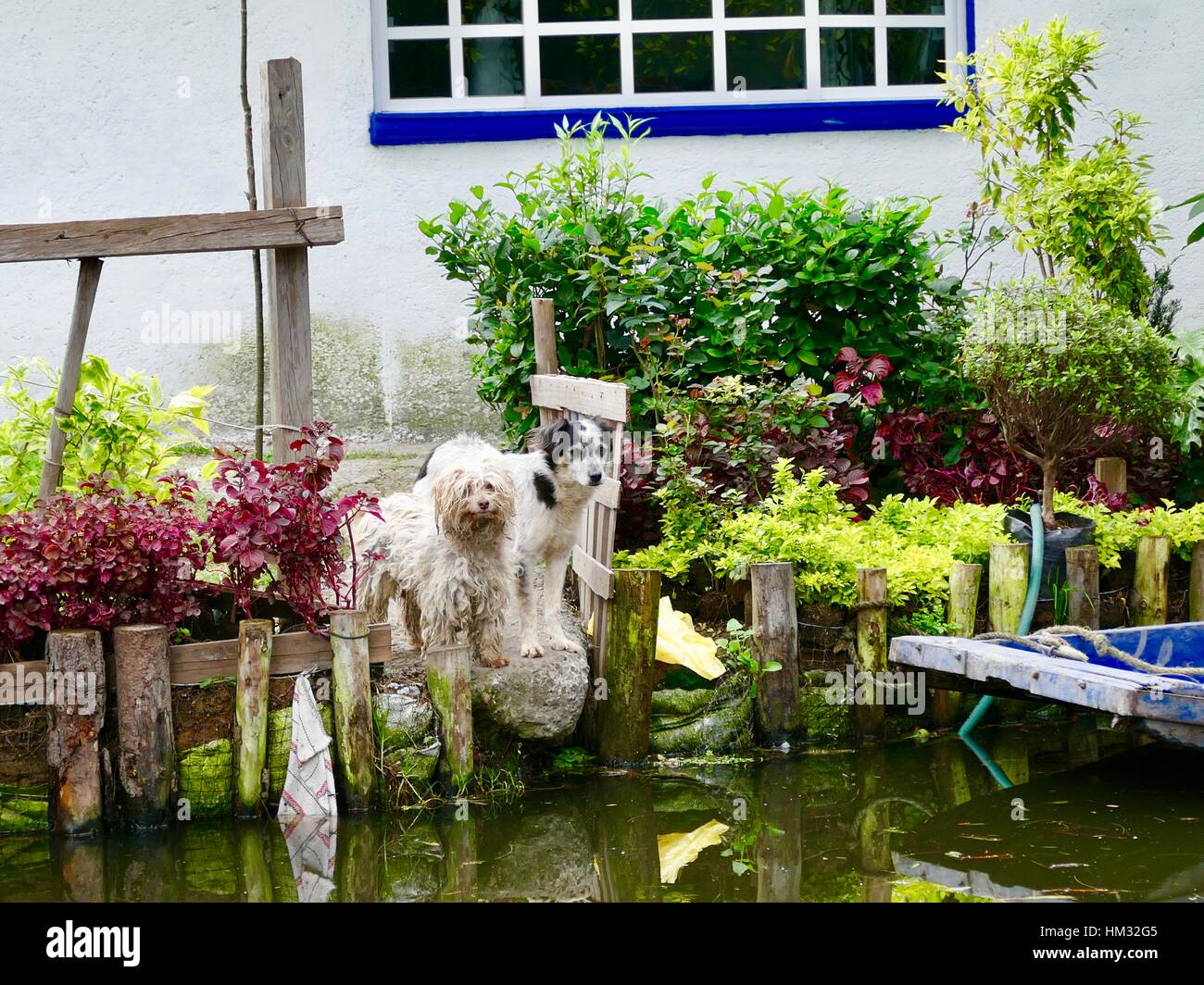 Animaux xochimilco Banque de photographies et d’images à haute ...