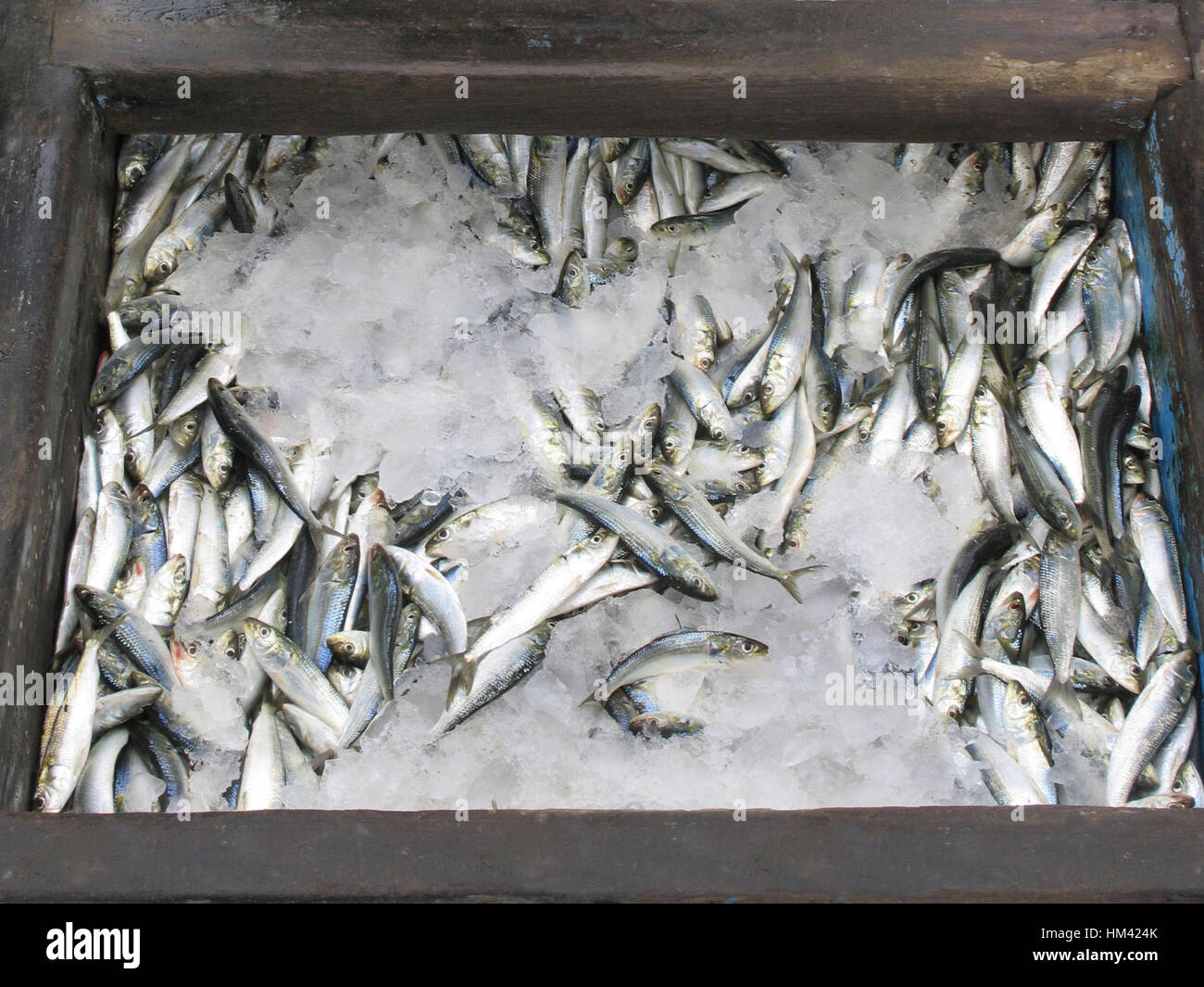 Fish preservation Banque de photographies et d’images à haute ...