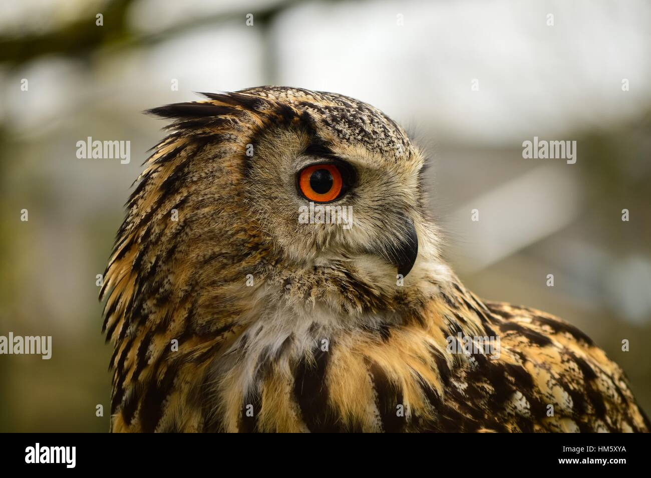 Royaume uni plus grand carnivore animal Banque de photographies et d ...