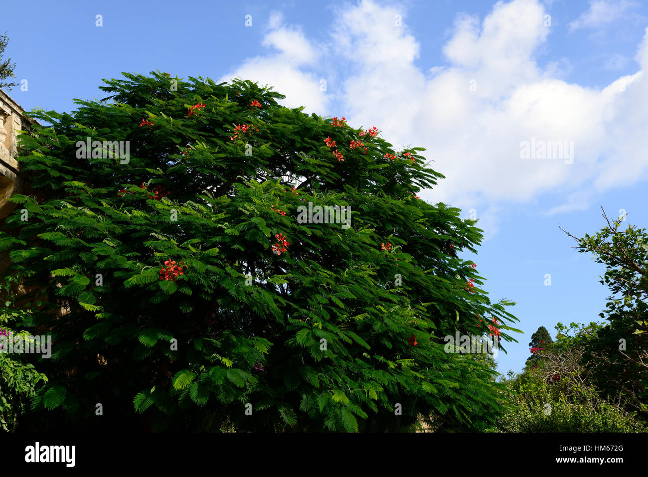 Delonix regia flame tree fleur rouge fleurs la floraison des arbres ...
