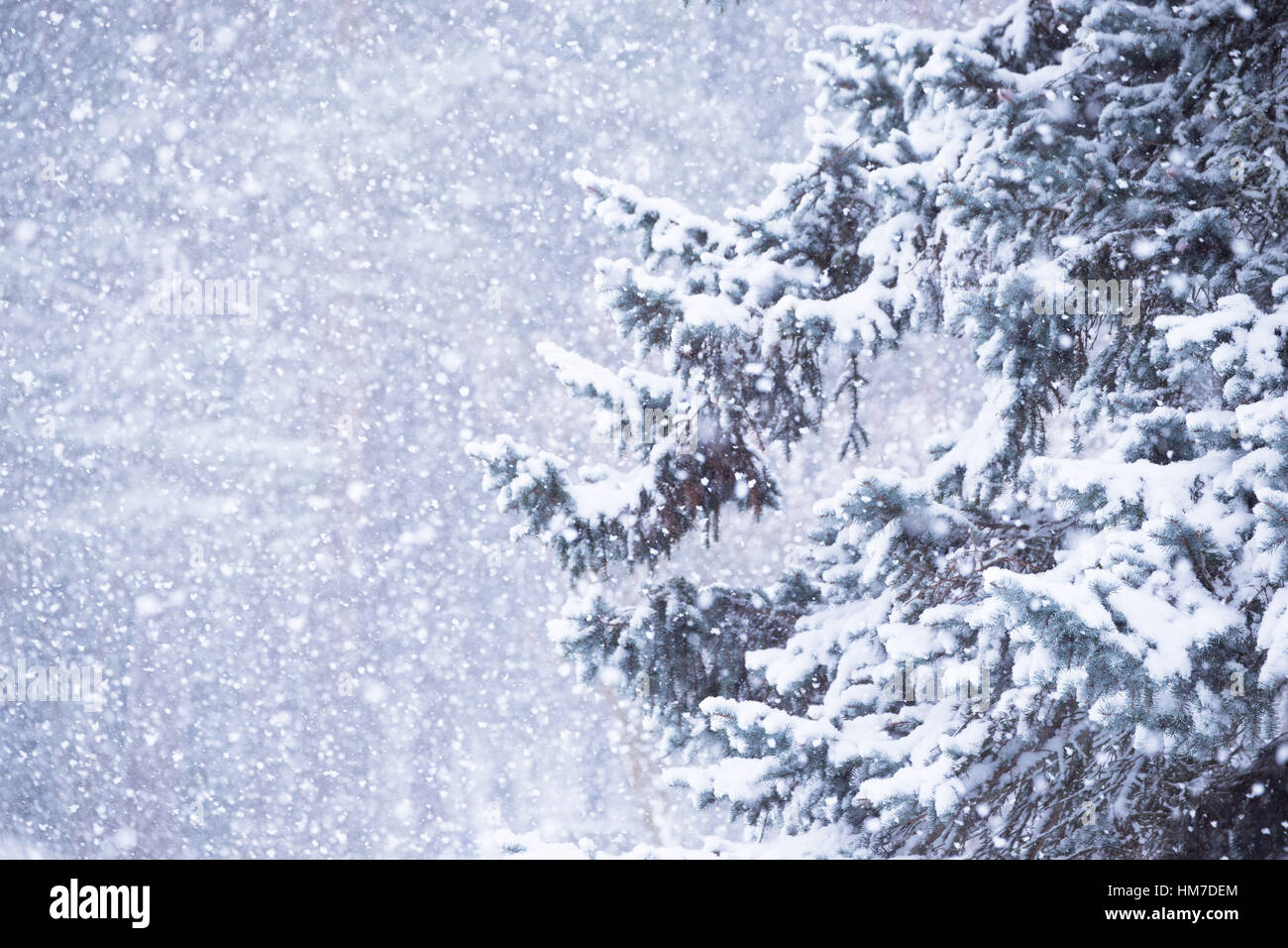 Ligne d'arbre en fortes chutes de neige Banque de photographies et d ...