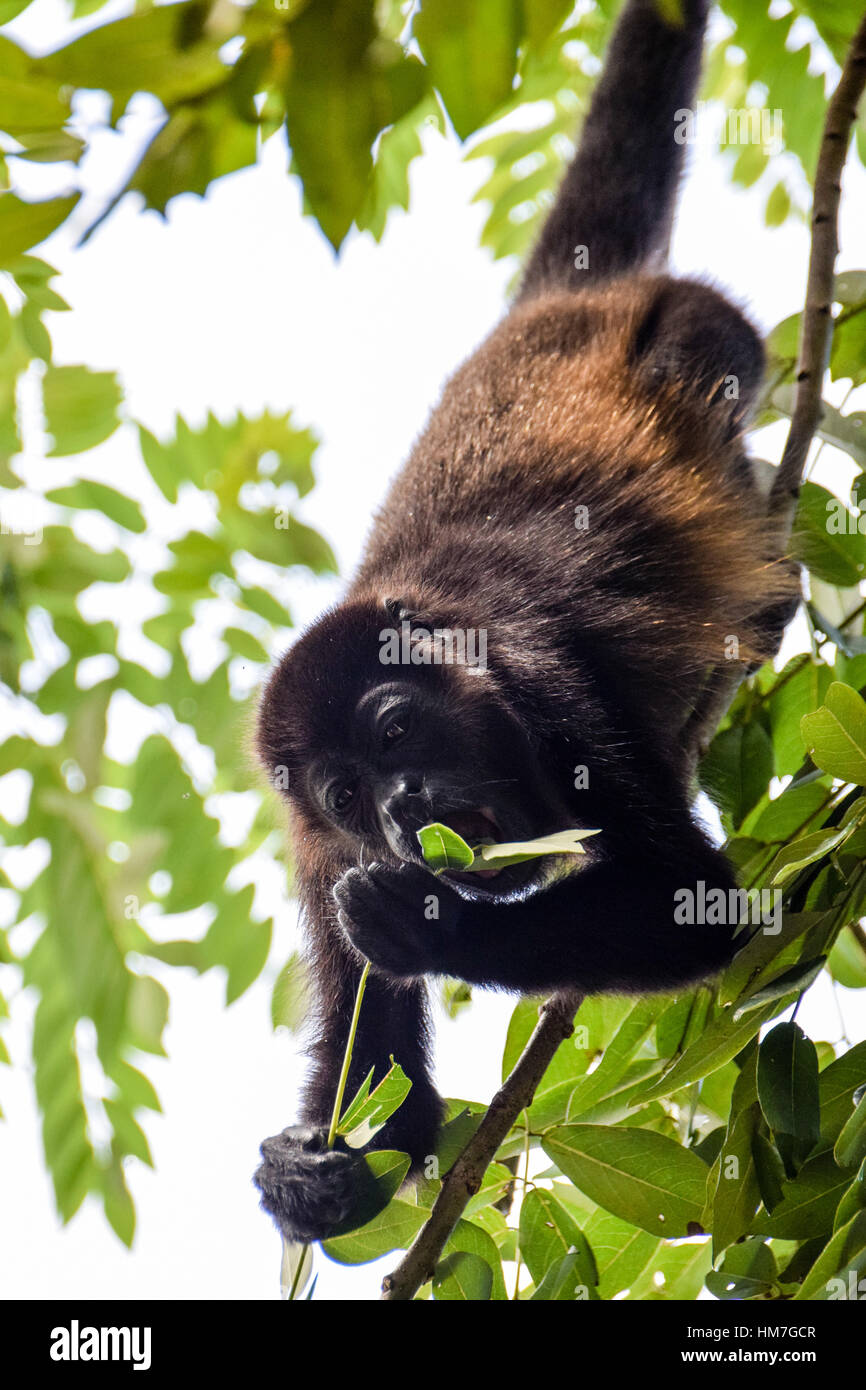 Wild singe hurleur (Alouatta palliata) suspendu par la queue pour ...