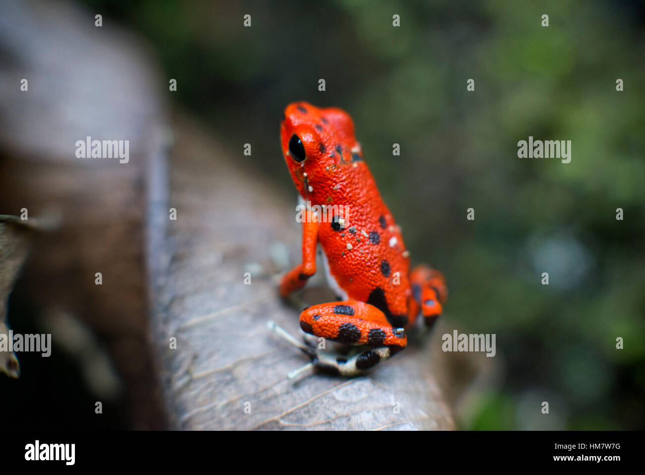 Grenouilles de pluie Banque de photographies et d’images à haute ...