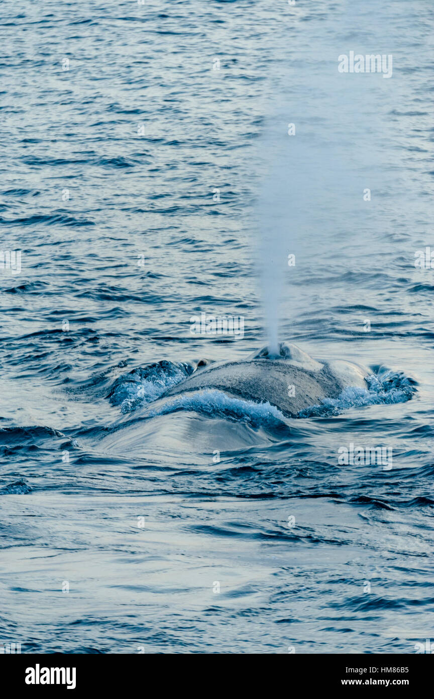 Une gigantesque baleine bleue surfaces à expirez et respirer à travers ...
