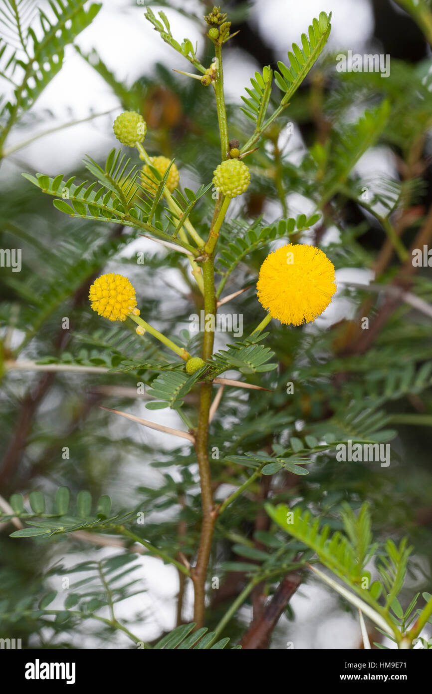 Akazie Schreckliche, Dornen, Dorn, Acacia, Acacia karroo karoo, Acacia ...
