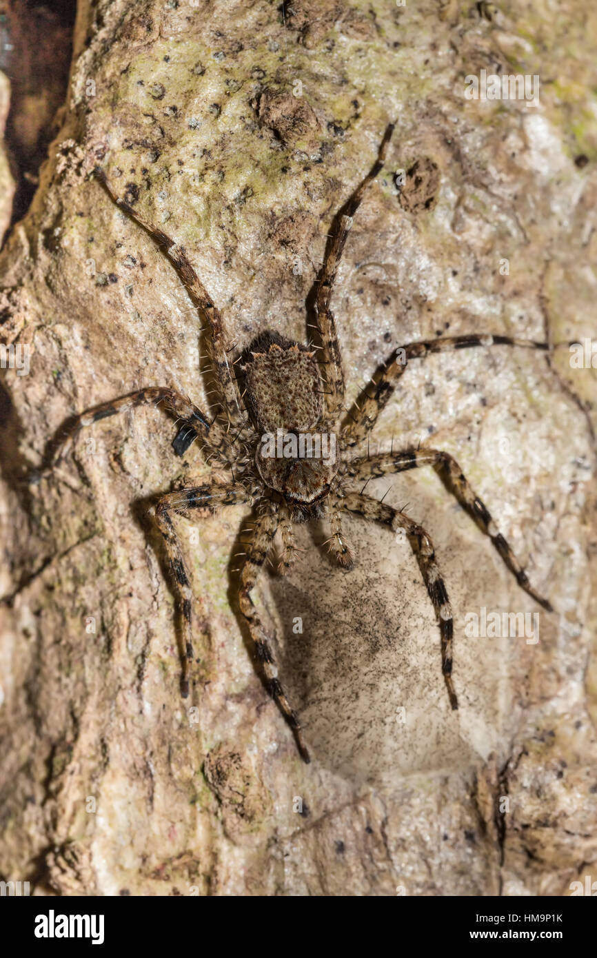 Araignée huntsman sur tronc d'arbre. Famille Sparassidae (anciennement ...
