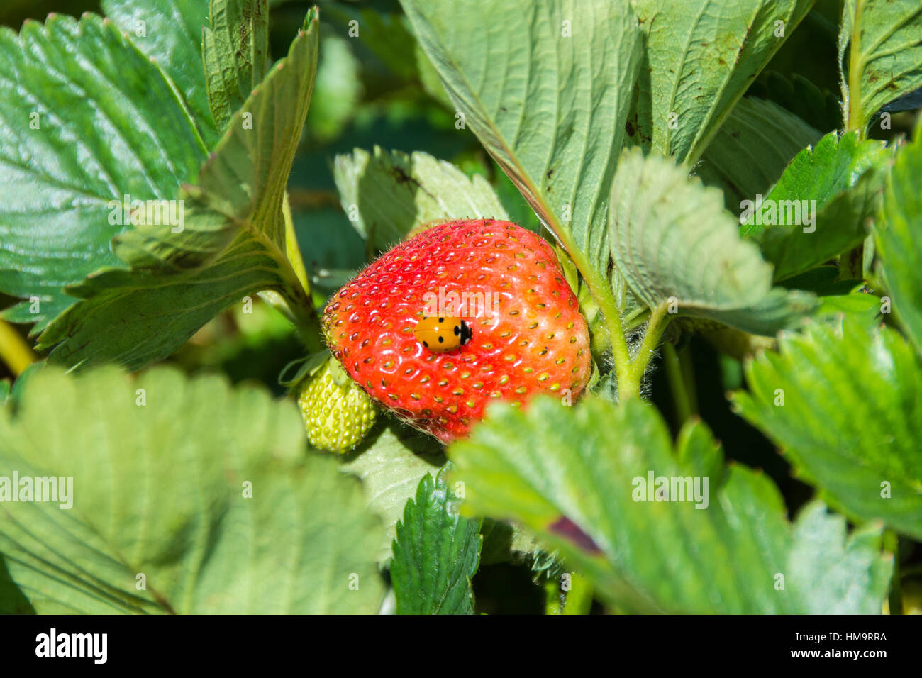 Coléoptère des fraises Banque de photographies et d’images à haute ...