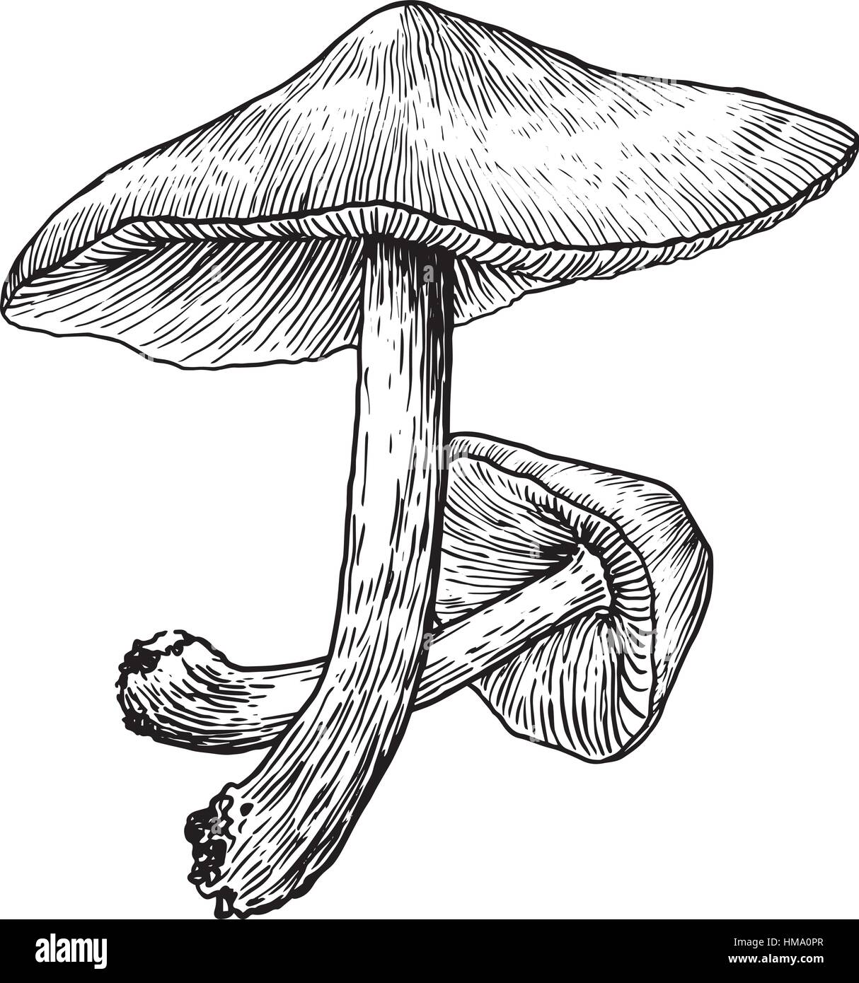 Illustration de champignons, dessin, gravure, art en ligne Image ...
