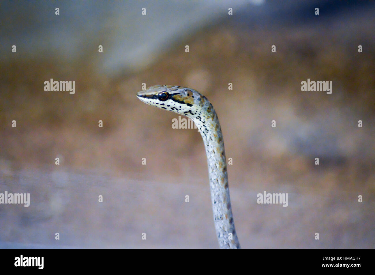Tête de serpent Banque de photographies et d’images à haute résolution ...
