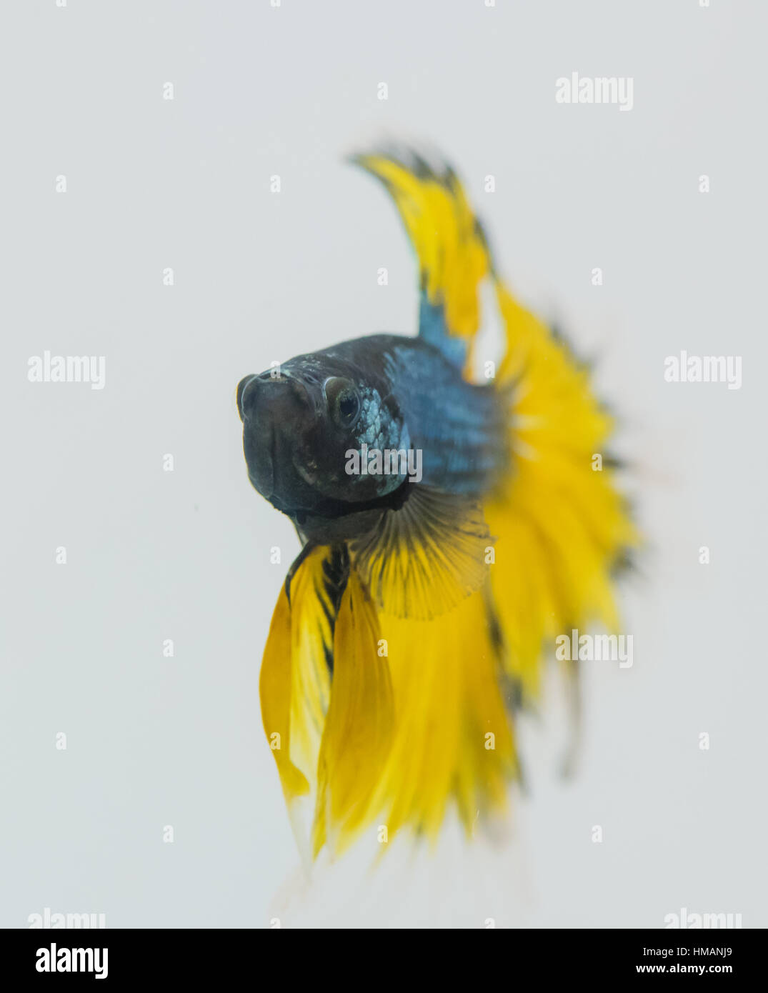 Betta Splendens (combattant Siamois Poisson). Demi-lune mâle rose-queue ...