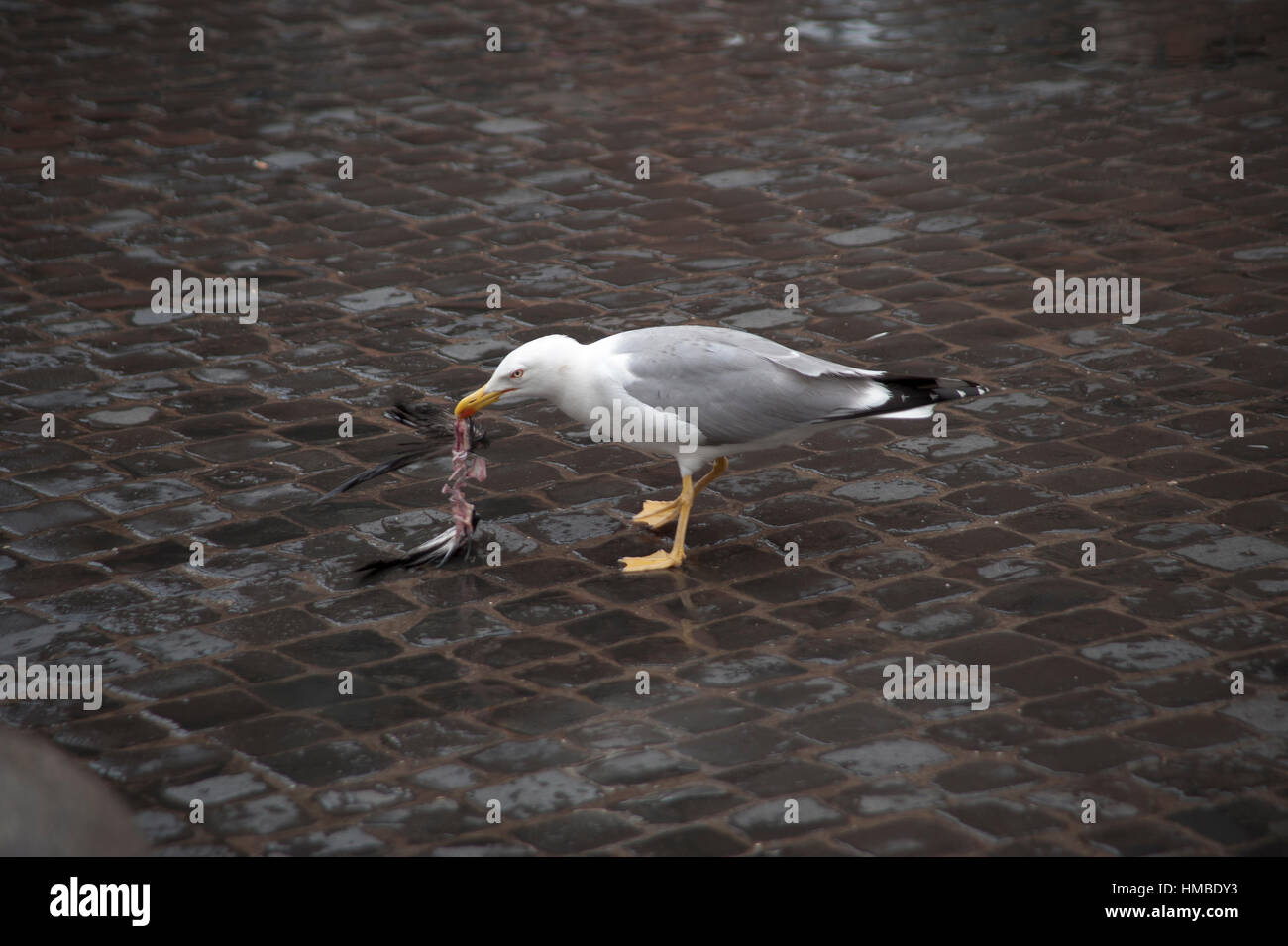 Viande de pigeon Banque de photographies et d’images à haute résolution ...