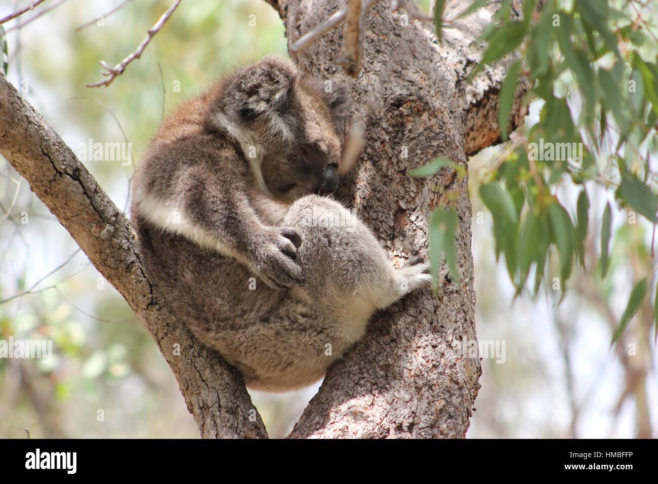 Koala camouflage Banque de photographies et d’images à haute résolution - Alamy
