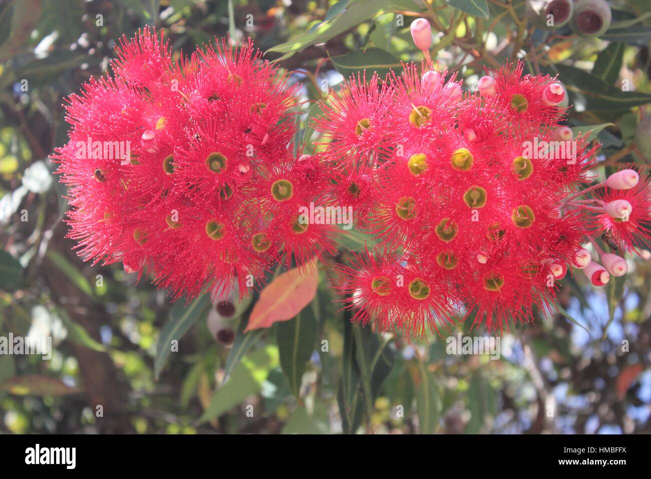 Australian flora Banque de photographies et d’images à haute résolution ...