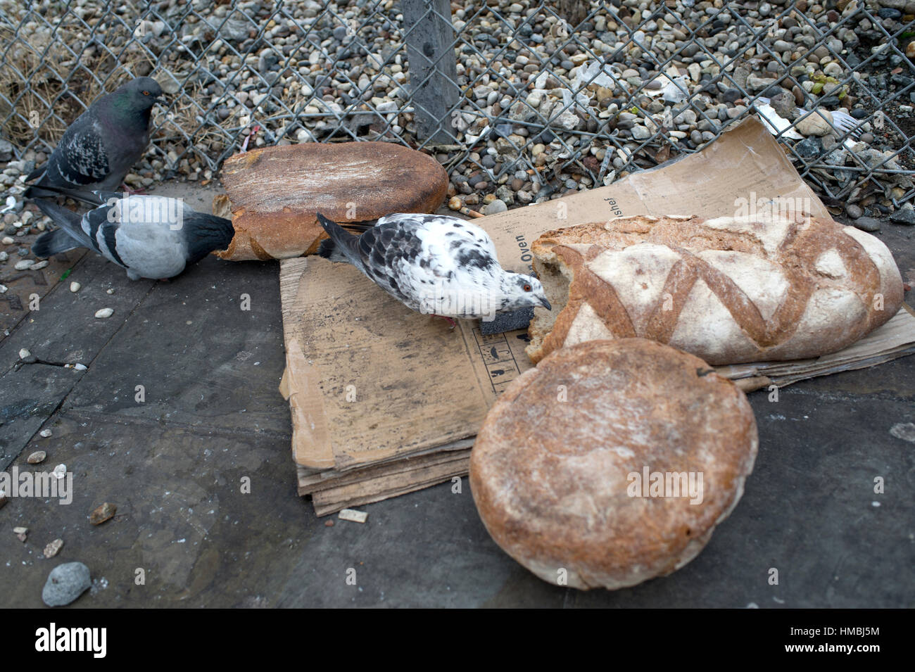 Hackney. Shoreditch pigeons manger du pain au levain Photo Stock - Alamy