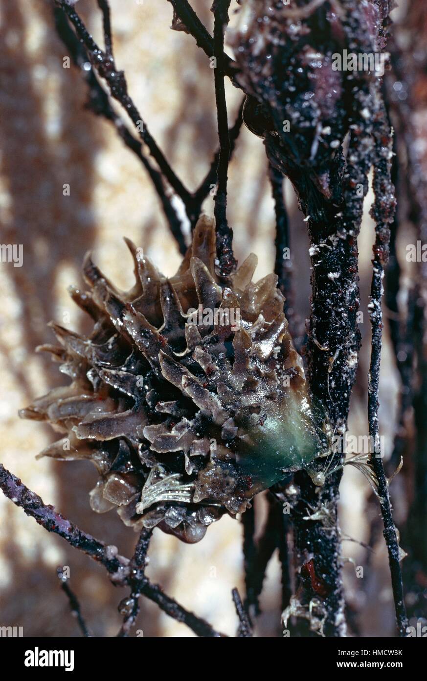 Pearl oyster pteria margaritifera Banque de photographies et d’images à ...