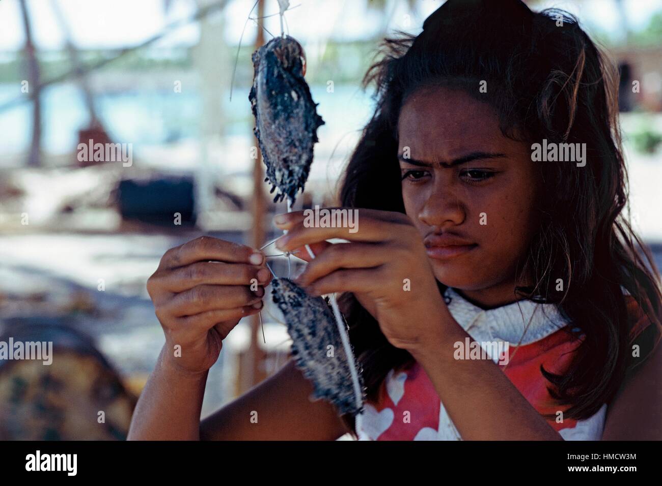 Pearl oyster pteria margaritifera Banque de photographies et d’images à ...