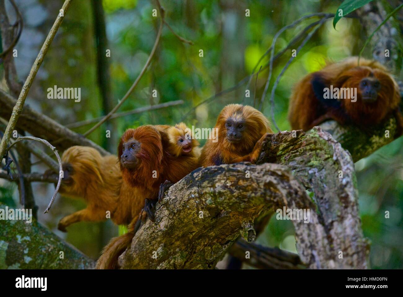 Tamarin Doré (Leontopithecus rosalia) espèces en voie de disparition ...