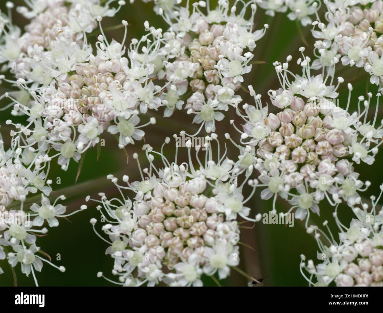 Poison hemlock conium maculatum Banque de photographies et d’images à ...