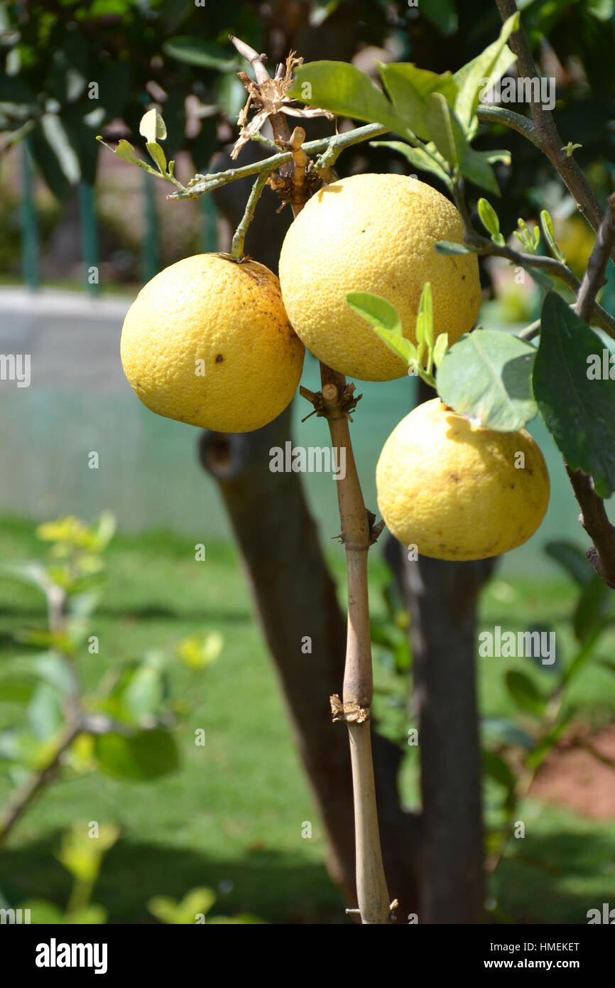 Pomelo tree Banque de photographies et d’images à haute résolution - Alamy