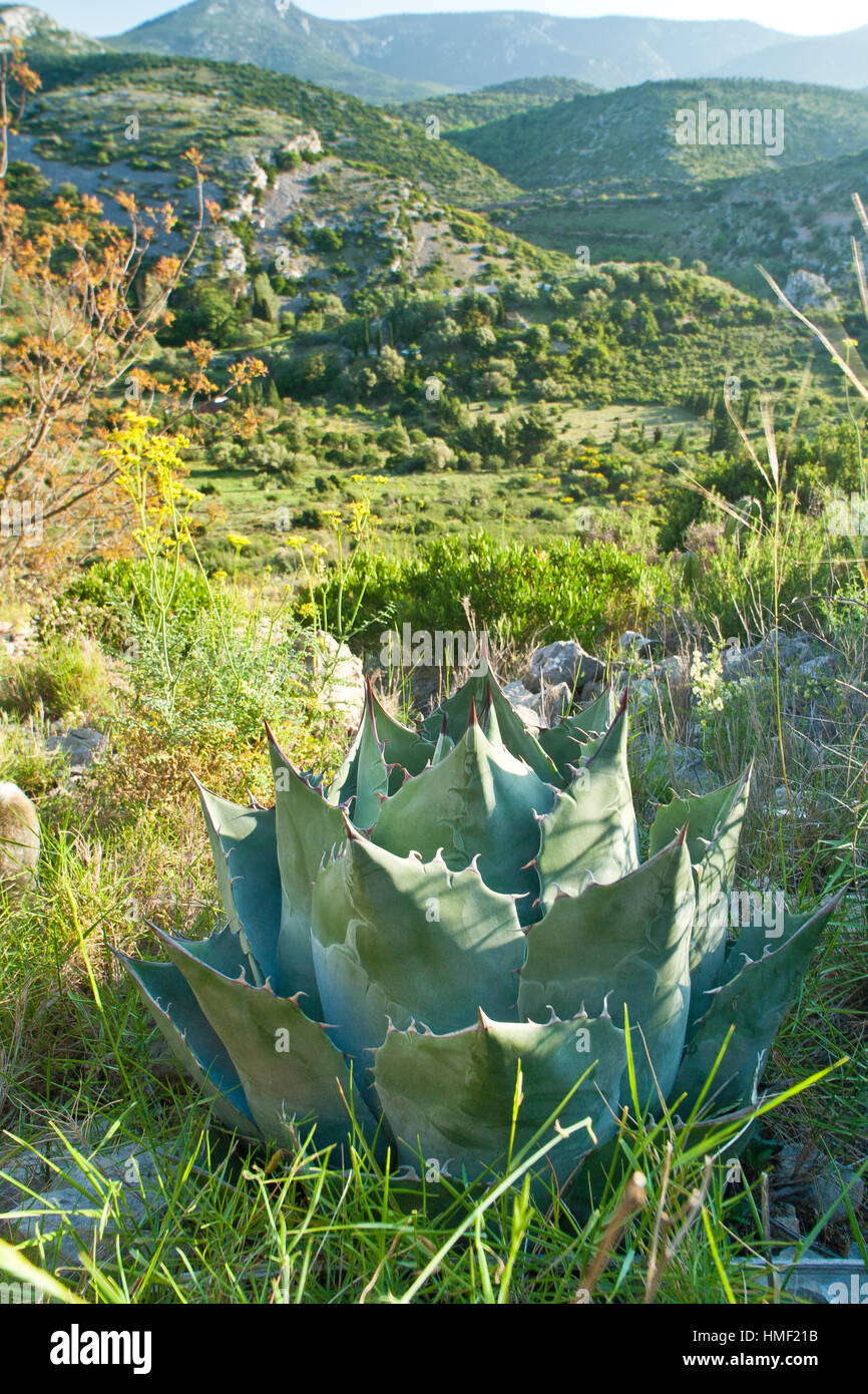 Garrigue vegetation Banque de photographies et d’images à haute ...