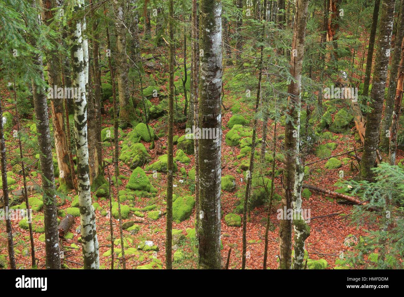 Foret de sapins Banque de photographies et d’images à haute résolution ...