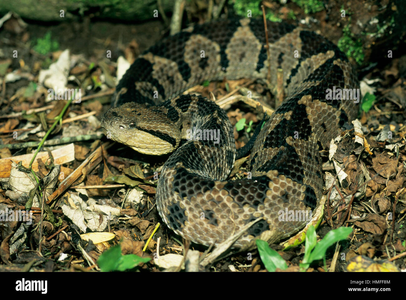 Serpents du costa rica Banque de photographies et d’images à haute ...