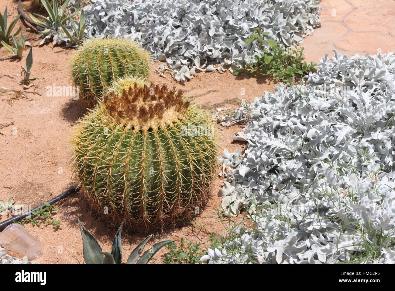 Cactus in egypt Banque de photographies et d’images à haute résolution ...