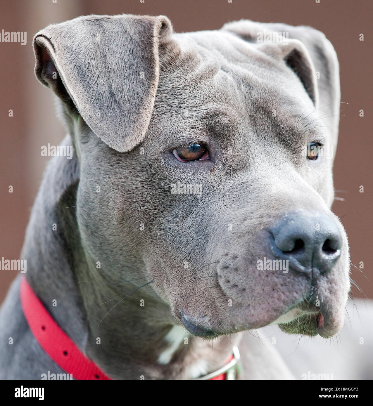 Superbe beau belle argent gris pit-bull terrier chien avec collier ...