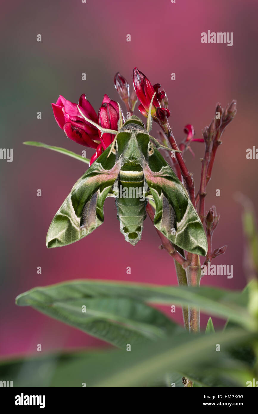 Le sphinx du laurier rose Banque de photographies et d’images à haute ...