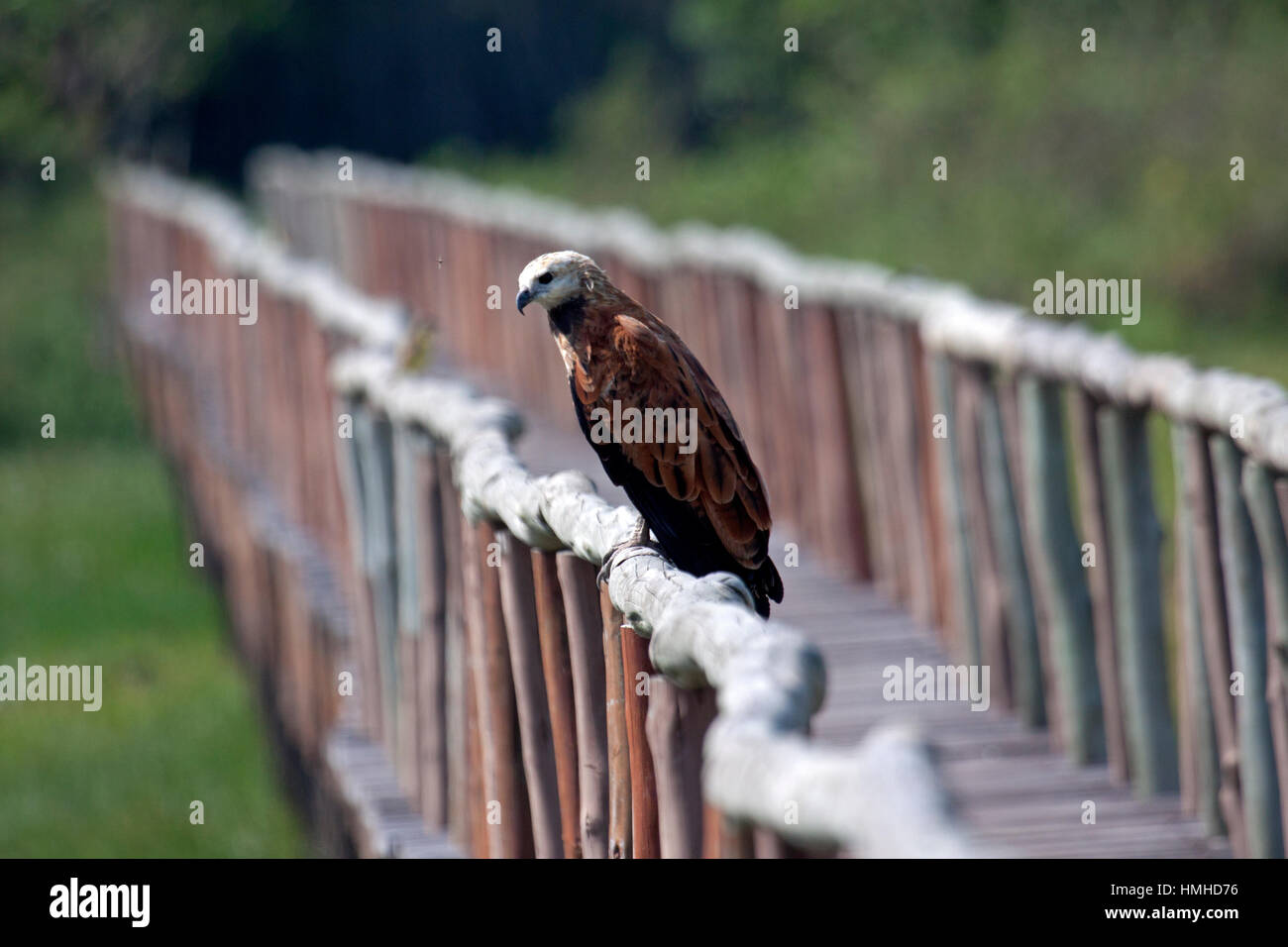 Collier Black Hawk perché sur le rail de la promenade à travers les ...