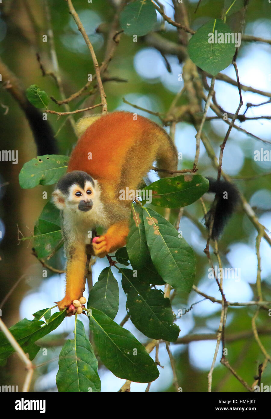 Singe nature mangeant des fruits Banque de photographies et d’images à ...