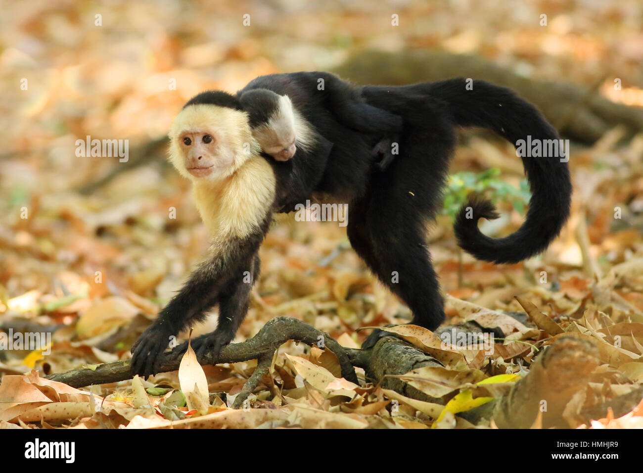 Femme singe capucin à face blanche (cebus capucinus) carrying baby sur ...