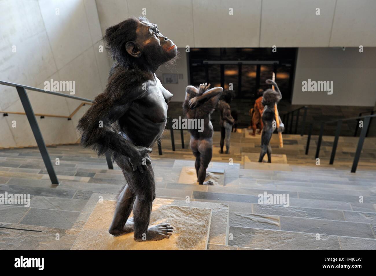 Australopithecus Afarensis Banque d'image et photos - Alamy