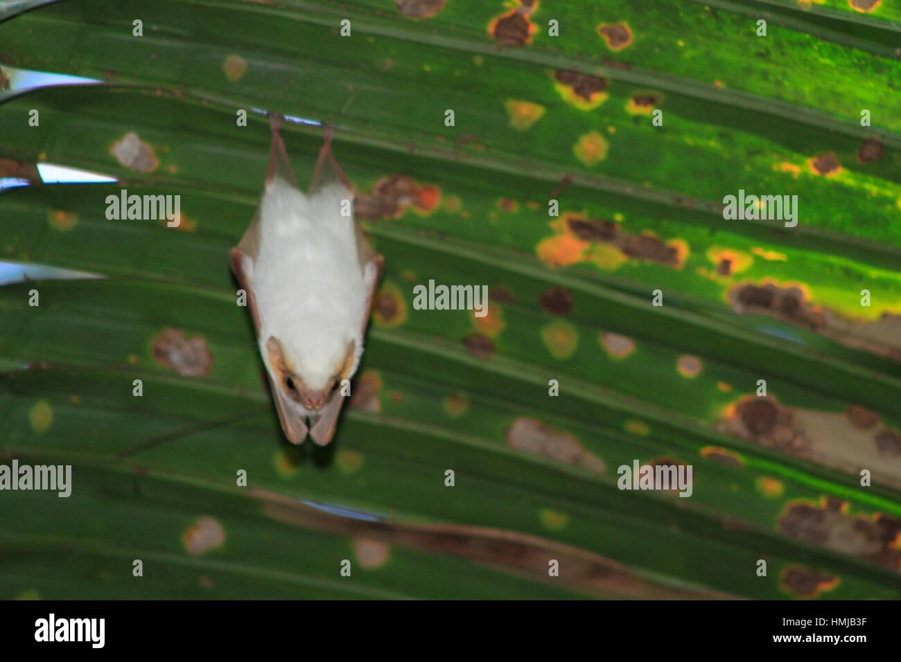 Honduran white bat ectophylla alba Banque de photographies et d’images ...