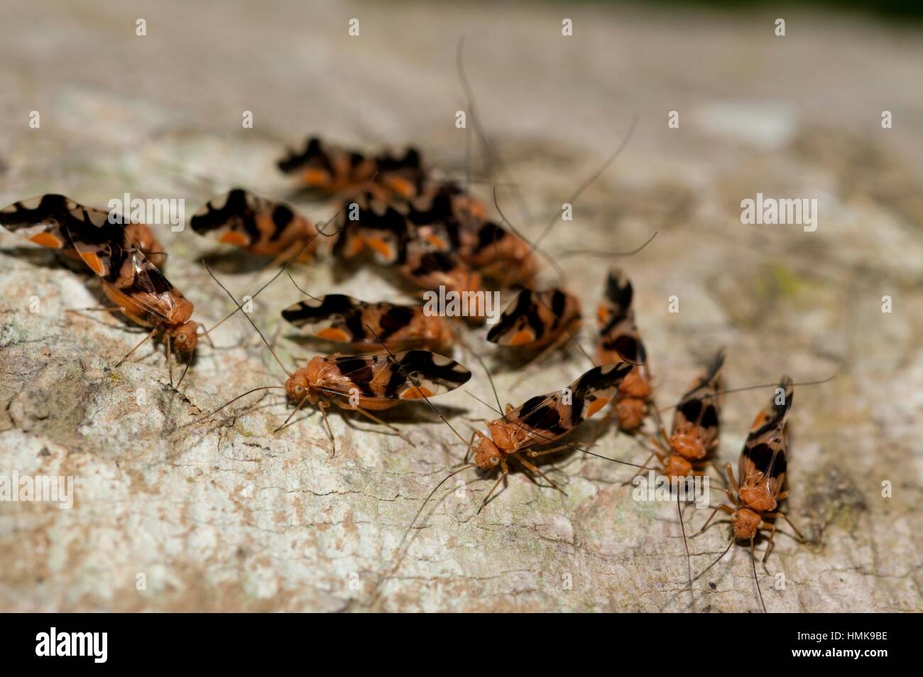 Book Louse Banque d'image et photos - Alamy