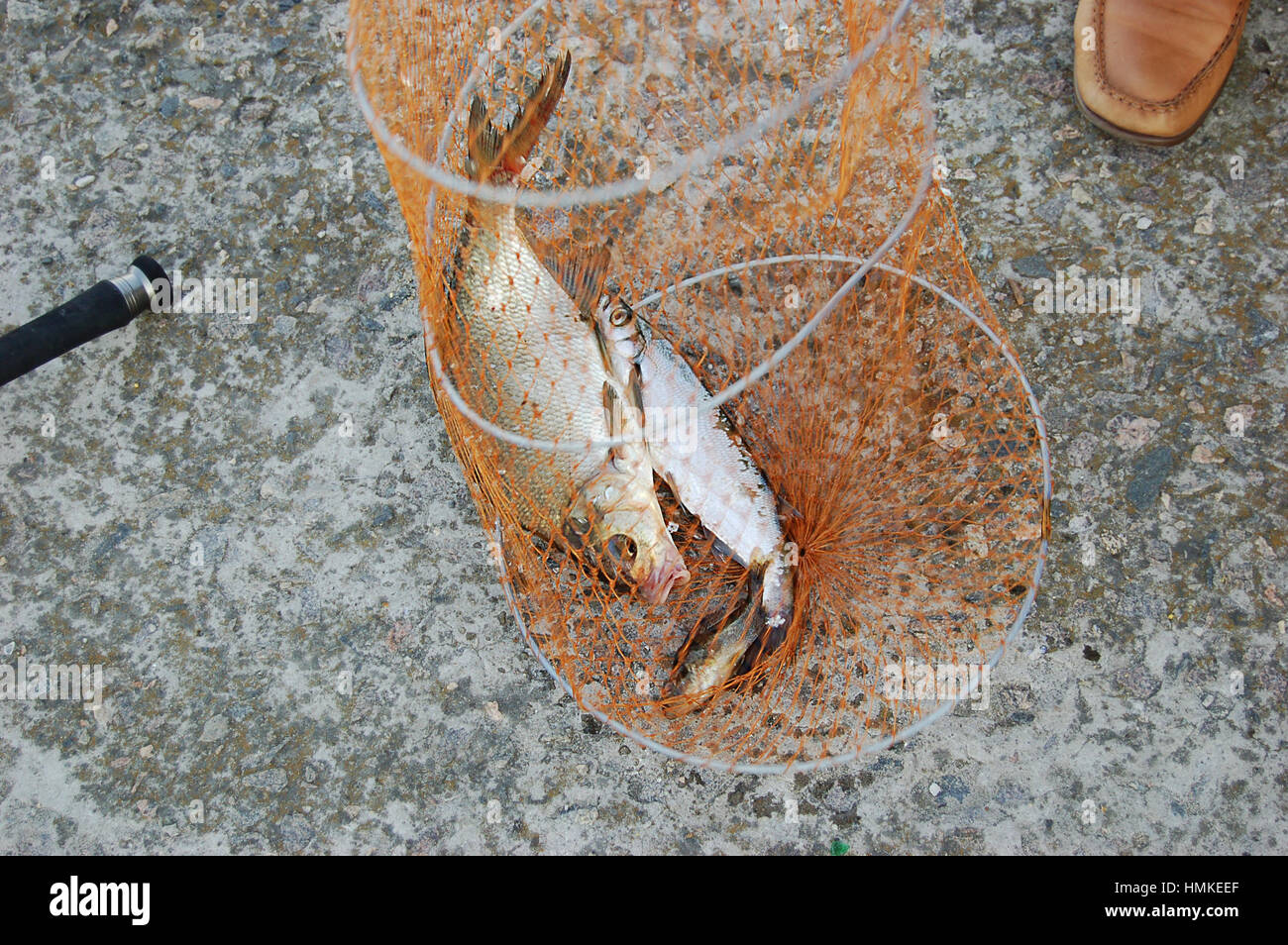 Poisson rouge vivant dans le lac Banque de photographies et d’images à ...