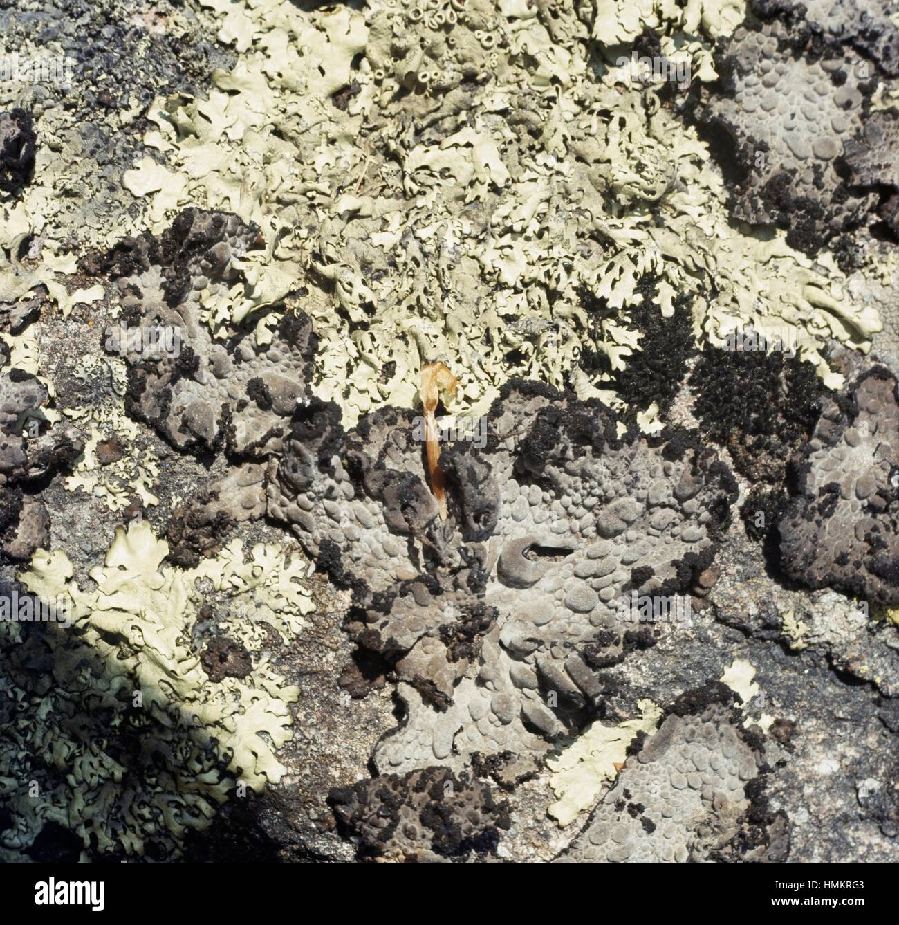 Parmelia conspersa Banque de photographies et d’images à haute ...