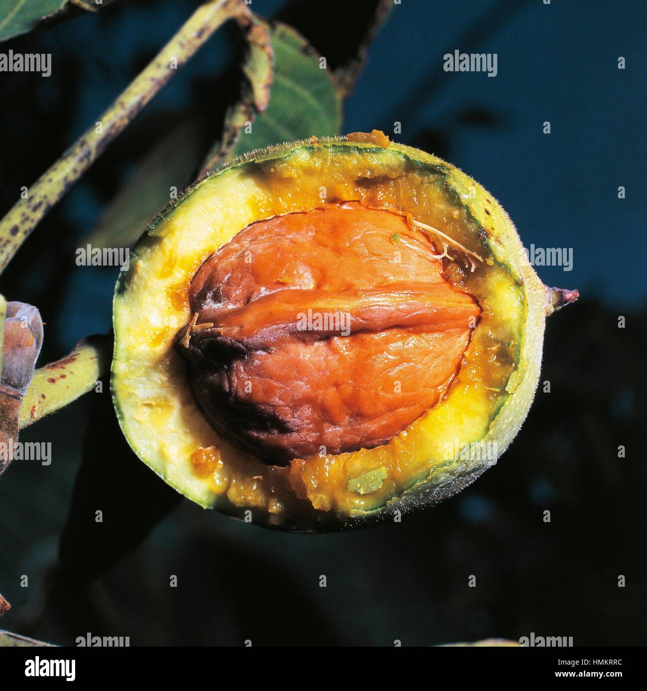 En noyer husk, fruit de Persian Walnut (Juglans regia), Juglandacées ...