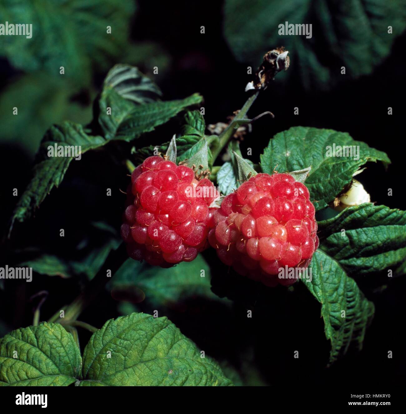 Les inflorescences framboisier (Rubus idaeus), Rosaceae Photo Stock - Alamy