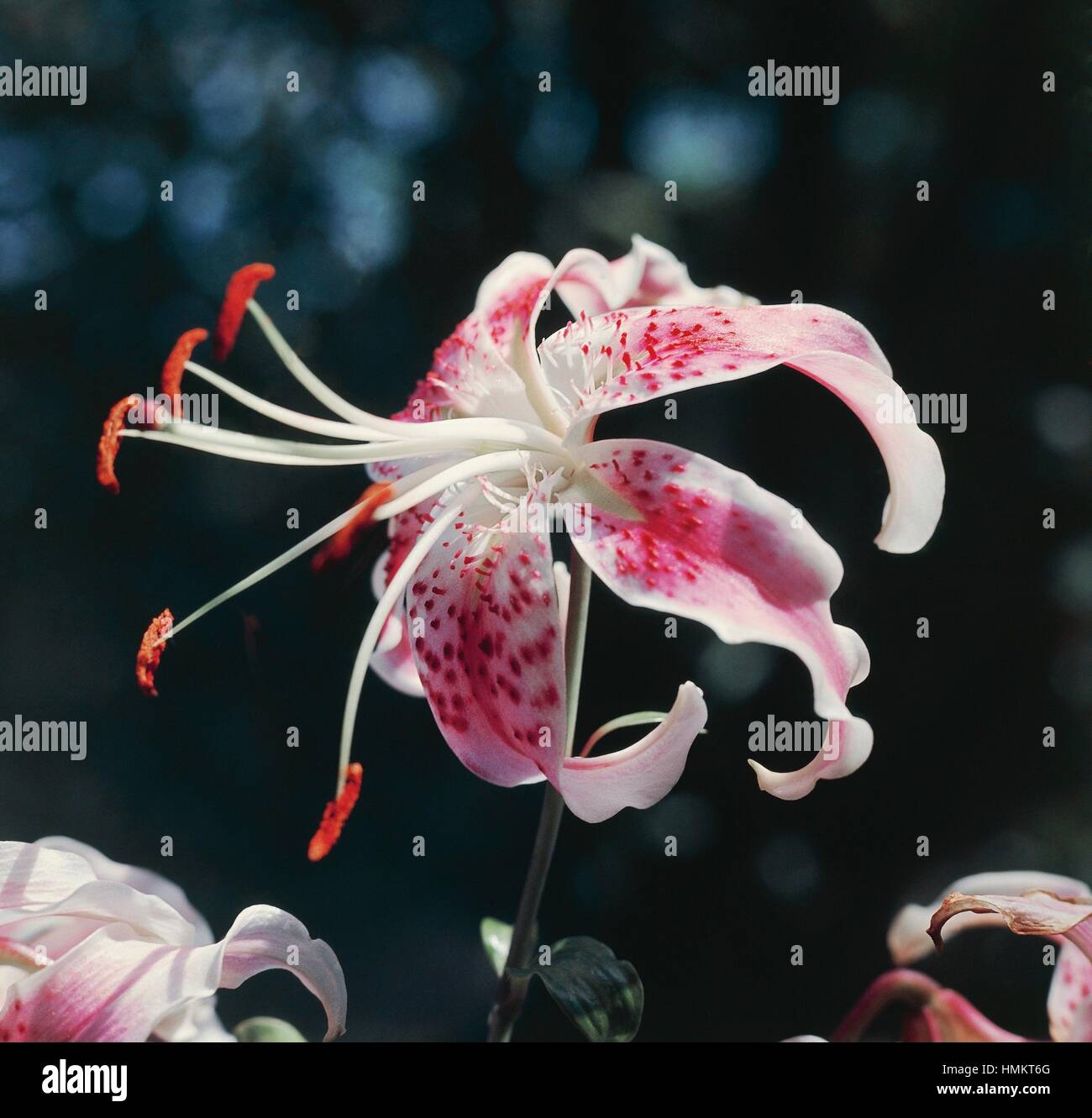 Lilium tigrinum lily liliaceae Banque de photographies et d’images à ...