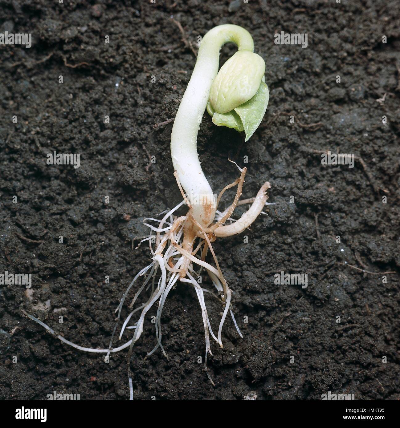 Germination bean seed phaseolus vulgaris Banque de photographies et d ...