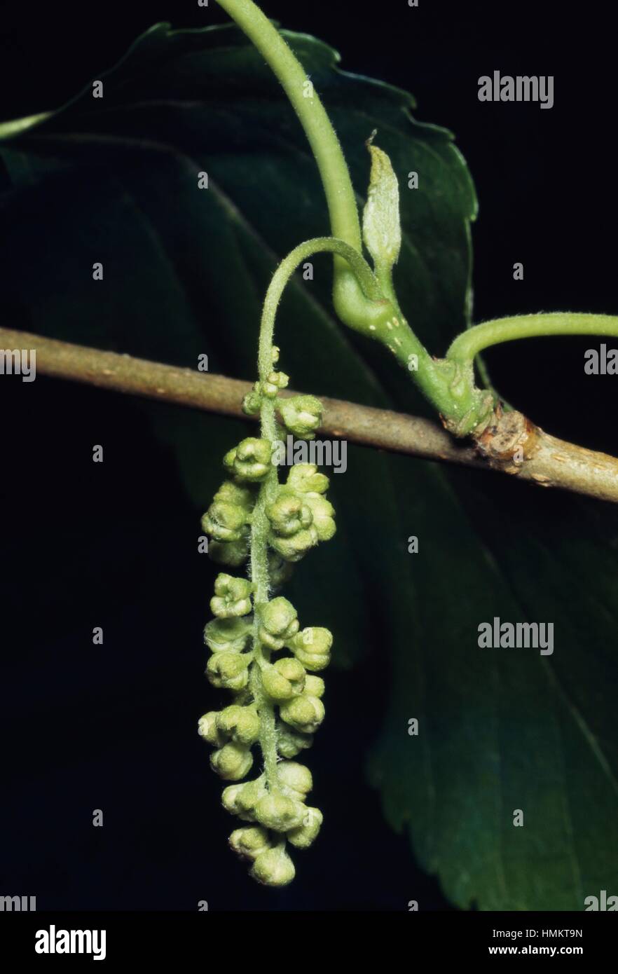 Corylus sp Banque de photographies et d’images à haute résolution - Alamy