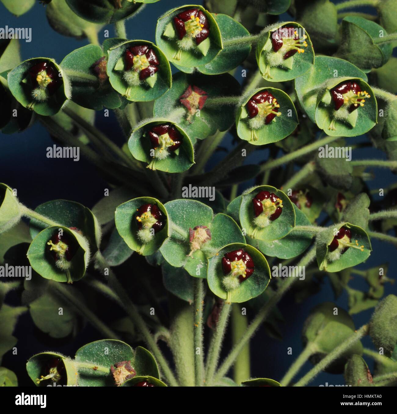 Euphorbe cyathia euphorbia sp Banque de photographies et d’images à ...