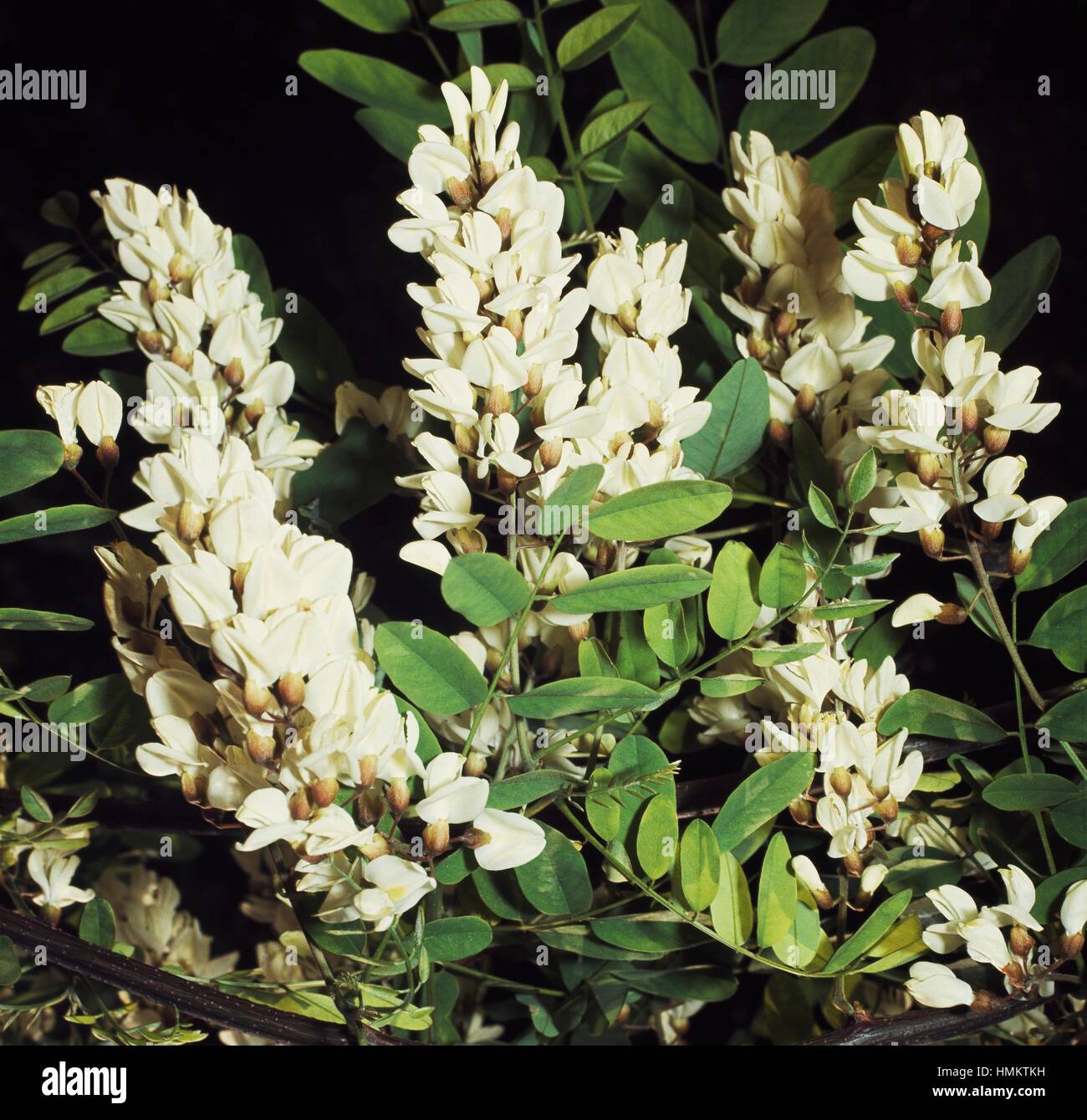 Feuilles et fleurs de robinier (Robinia pseudoacacia), Fabaceae ...